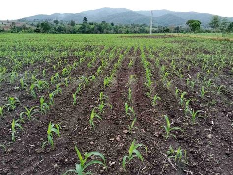 မိုးနဲမြို့နယ် နားခံကျေးရွာအုပ်စုအတွင်း စိုက်ပျိုးထားသော မိုးသီးနှံများအား ကွင်းဆင်းကြည့်ရှု