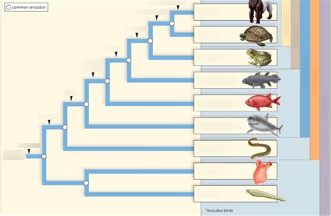 Chapter 29 Vertebrate Diversity Exam 3 Diagram Quizlet