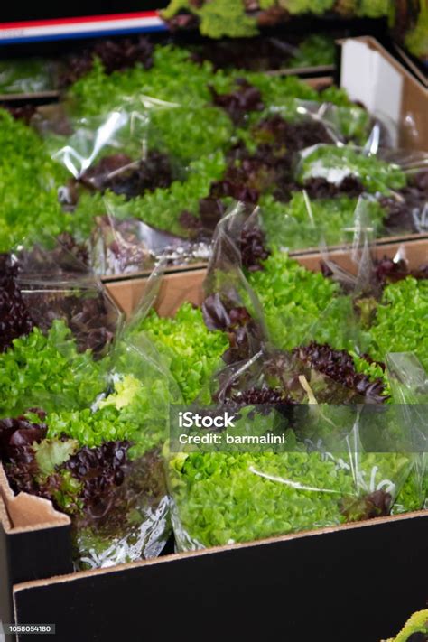 신선한 포장된 녹색과 붉은 오크 상 추의 큰 창 고에 상자에 저온 저장 냉장에 대한 스톡 사진 및 기타 이미지 냉장 0명 냉장고 Istock