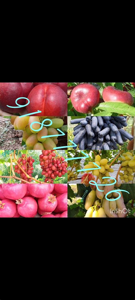 Баян Өлгий Экран Amway Зөгийн балтай саван🐝🍯🍯 Таны нүүрэн дээр хар батга цагаан батга