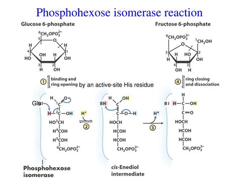Ppt Eduard Buchner 1860 1917 1897 Found Fermentation In Broken Yeast Cells 1907 Nobel Prize