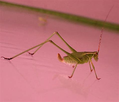 Scudderia Furcata Final Instar Nymph Female Used For Article On Rearing Scudderia Furcata