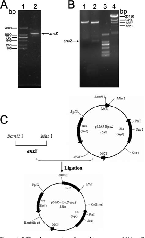 Figure 1 From Cloning Expression And Characterization Of L Asparaginase From A Newly Isolated