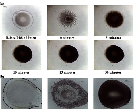 Simvastatin In Situ Forming Implants Preparation And Characterization Ijppr