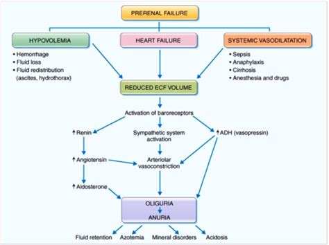 Physiology Of Acute Kidney Pathophysiology Flashcards Quizlet