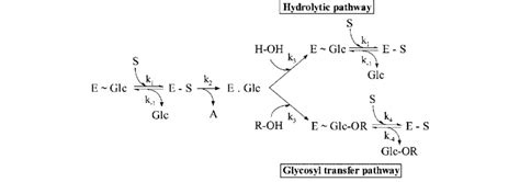 Kinetics Of Hydrolytic Or Glycosyl Transfer Reactions Catalyzed By A