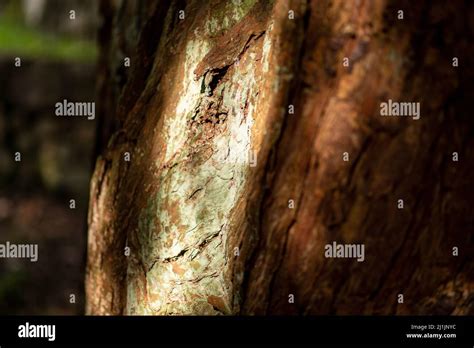 Light And Shadow On Tree Trunk Play Of Light In Macrophotography Stock Photo Alamy