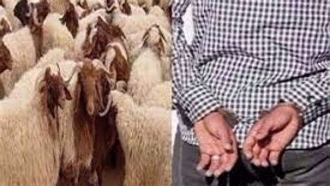سقوط تشكيل عصابي لسرقة المواشي بالإكراه في المنيا