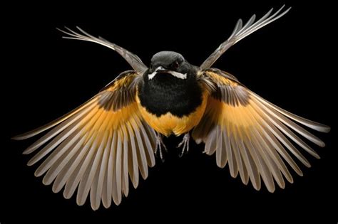 Premium Ai Image New Zealand Fantail Bird On A Black Background