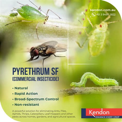 Pyrethrum Sf Commercial Insecticide Natural Crop Protection