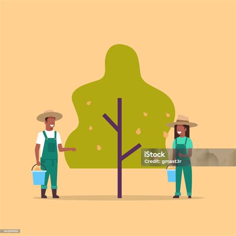 두 농부 따기 배 나무 아프리카계 미국인 남자 여자 정원사에서 수확 잘 익은 과일 수집 수확 정원 농업 개념 농지 평면 전체 길이 농업에 대한 스톡 벡터 아트 및 기타