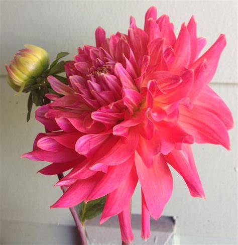 Help Identifying Dahlias Growing Dahlias