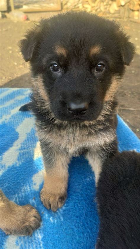 Цуценята німецька вівчарка 2 000 грн Собаки Воля Блажівська на Olx