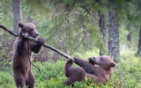 Brown Bear Animals Bears Grizzly Bear Grizzly Bears Sadness Hd