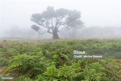 포르투갈 유네스코세계문화유산으로 지정된 마데이라의 파날 로리실바 숲에 있는 마법의 풍토성 월계수 나무 비오는 날에 짙은 안개