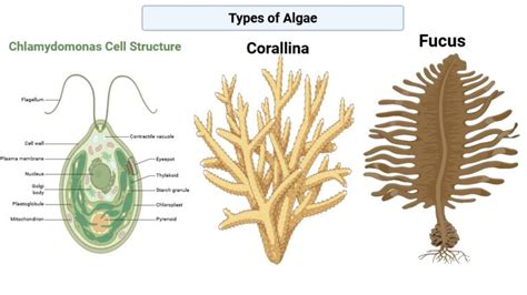 Green Gold Exploring The Biology Types And Benefits Of Algae Microbiology Notes