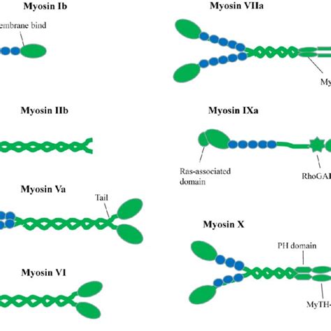 Pdf Cytoskeleton Molecular Motors Structures And Their Functions In Neuron