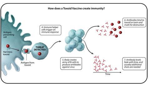Understanding Six Types Of Vaccine Technologies Pfizer