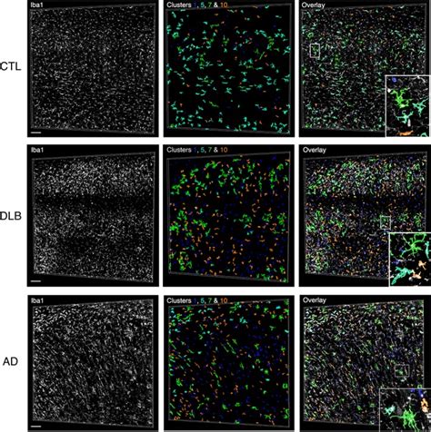 Mic‐mac An Automated Pipeline For High‐throughput Characterization And