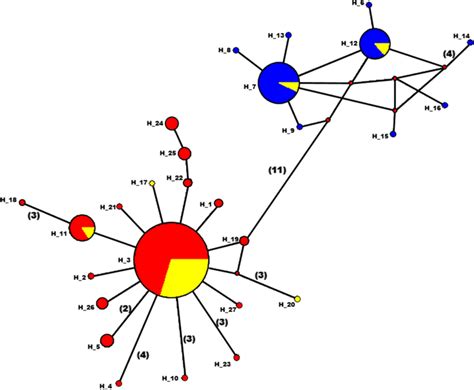 Haplotype Network Of 27 Haplotypes Based On Mitochondrial Cytb Gene In Download Scientific