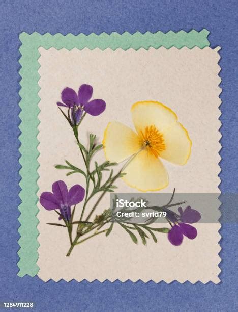 색깔의 배경에 꽃다발 드라이 플라워 부토니에 생태 학적 스타일 에슈콜지아와 로벨리아의 압착 및 말린 꽃 엽서 초대장 인사말 또는 축하 스크랩북 요소 건조한에 대한 스톡 사진