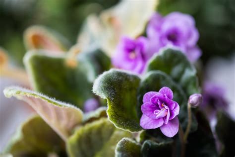 Mastering The Secrets Of Growing Stunning African Violets