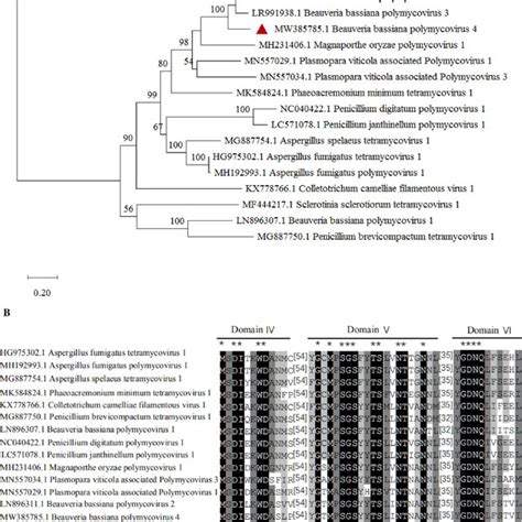 A Phylogenetic Analysis Based On An Alignment Of RNA Dependent RNA Download Scientific