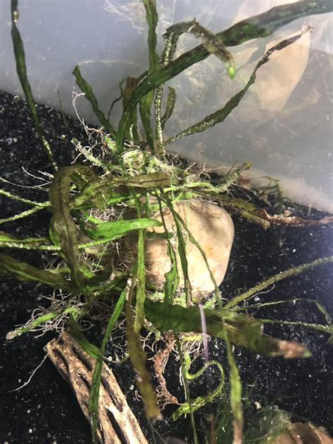 Whats Wrong With My Java Fern Rplantedtank