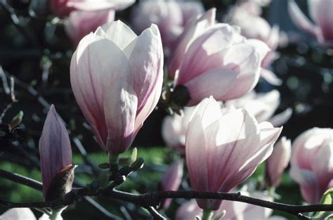 Non Deciduous Shade Trees