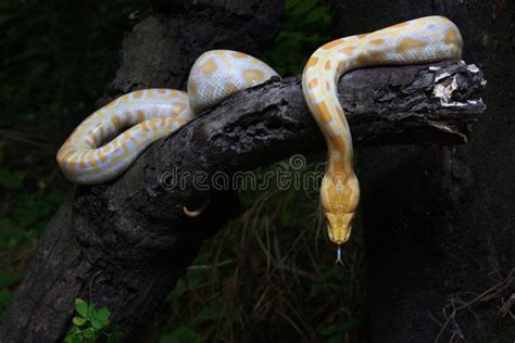 Albino Burmese Python Python Molurus Bivittatus Stock Image Image Of