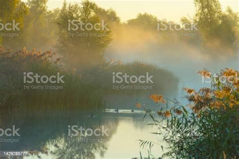 가을에 일출 때 햇빛에 습지에서 갈대와 시든 야생화가있는 안개가 자욱한 호수의 가장자리 0명에 대한 스톡 사진 및 기타 이미지 0명 가을 가장자리 Istock