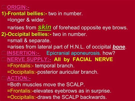 Anatomy Of SCALP And Its Blood And Nerve Supply Ppt