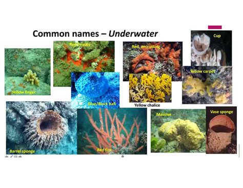 Sponge Taxonomy Biology Habitat Threat Ppt