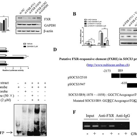 The Primer Sets For Rt Qpcr Download Table