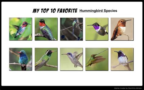 My Top 10 Favorite Hummingbird Species Meme By Jonegra On Deviantart
