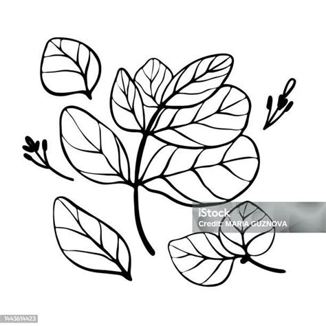 나뭇 가지 잉크 스케치 식물 그림 나뭇잎과 손으로 그린 식물입니다 실루엣 브러시 잉크 페인팅 흰색 배경에 검은색 격리된 벡터입니다 그래픽 일러스트레이션 개체 그룹에 대한