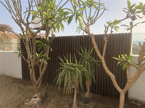 Timber Mart Outdoor Linear Wall Cladding Using 50x75 Mm