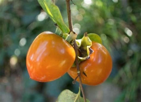 Sex Regulation By RNA Scissors Asian Scientist Magazine