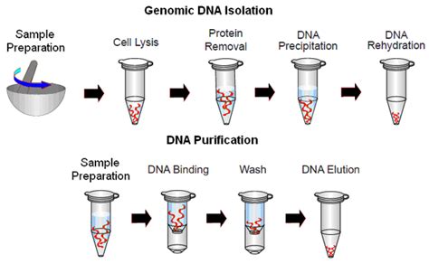 Transiom Genomics Dna Extraction Kit At ₹ 6000 Unit In Hyderabad Id 21293661691