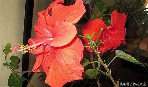 15种特别容易开花的室内植物叶子和花朵肉那么好看 每日头条