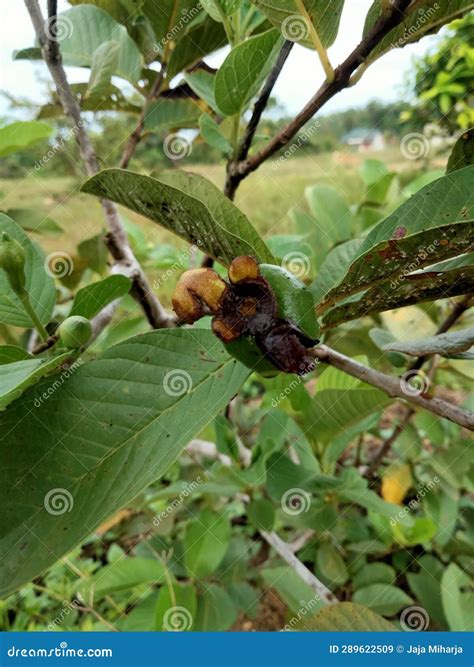Crystal Guava Fruit Stock Image Image Of Flesh Blossom 289622509