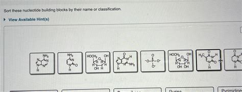 solved sort these nucleotide building blocks by their name