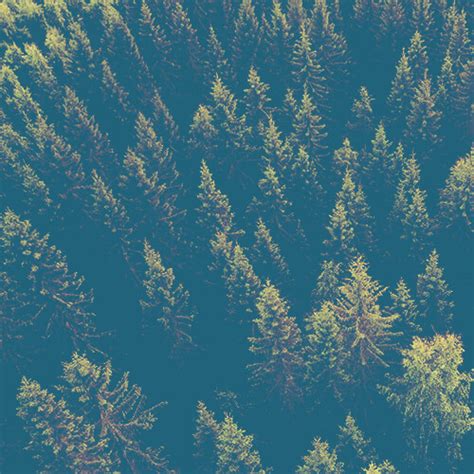 Turnkey Forest Management Lesoteka™