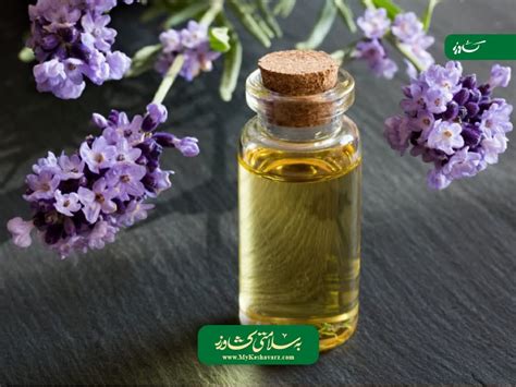 از خواص اسطوخودوس تا نحوه مصرف آن برای درمان بیماری‌ها کشاورز