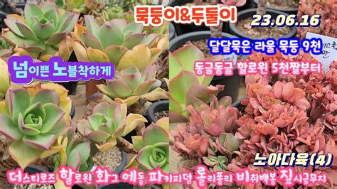 노아다육4특가세일품목많네요라울화그5천누다더스티로즈꽃피는염좌골든스테이트금루미너스철화노블할로윈캐시미어에뜨리얼성미인트럼소파키피덤 Youtube