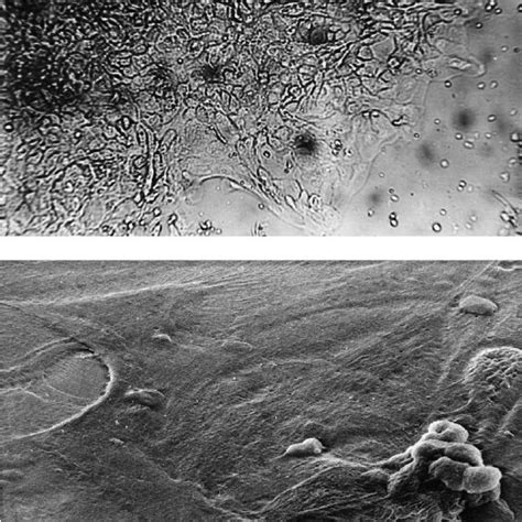 Data From Colorimetric Study Of Keratinocyte Proliferation Based On