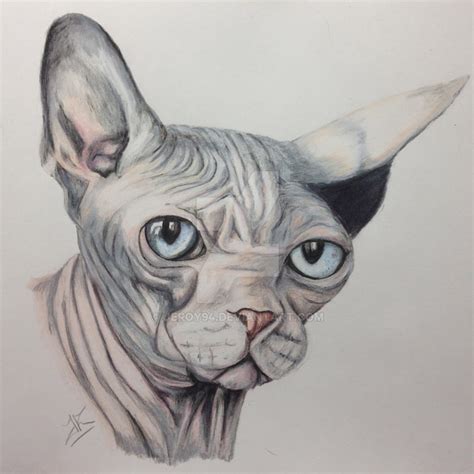 Sphynx Cat By Jeroy94 On DeviantArt