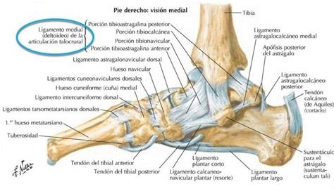 Esguinces De Tobillo Anatomía Tratamiento Y Tipos