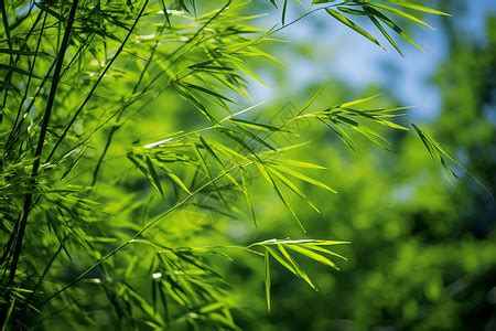 绿色的灌木丛高清图片下载 正版图片600903341 摄图网