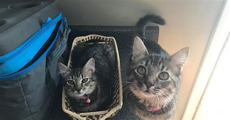 Eevee And Millie Album On Imgur